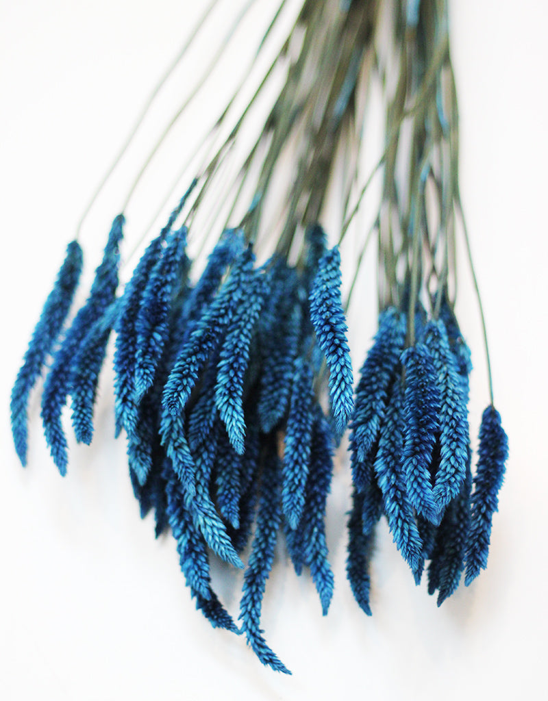 Dried Flowers Decor: Wholesale Dried Flowers UK Delivery