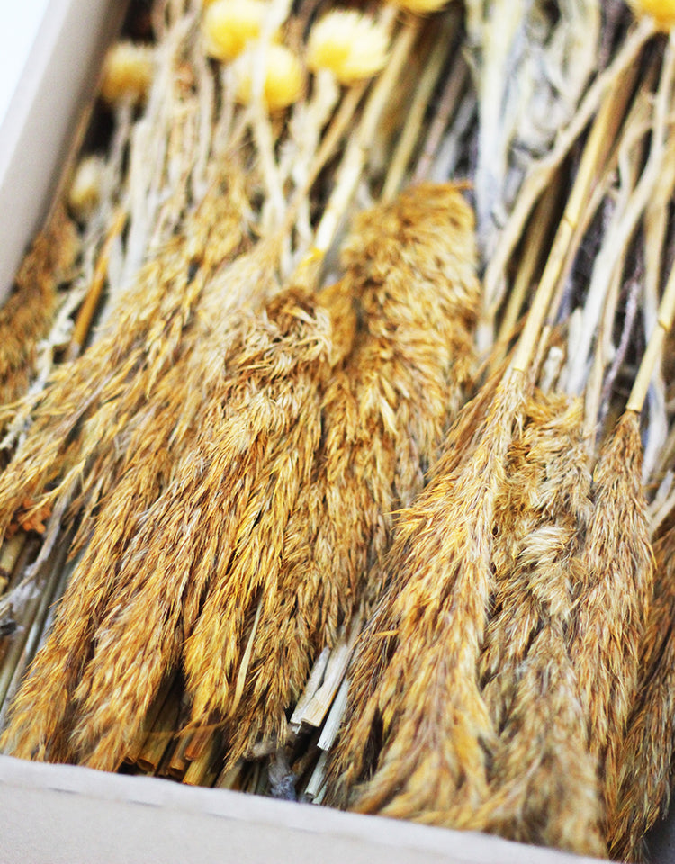 New Arrivals: Wholesale Dried Flowers, Preserved Foliage & More