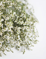 Dried Limonium White Flowers Bunch- 5 stems, 70cm
