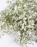 Dried Limonium White Flowers Bunch- 5 stems, 70cm
