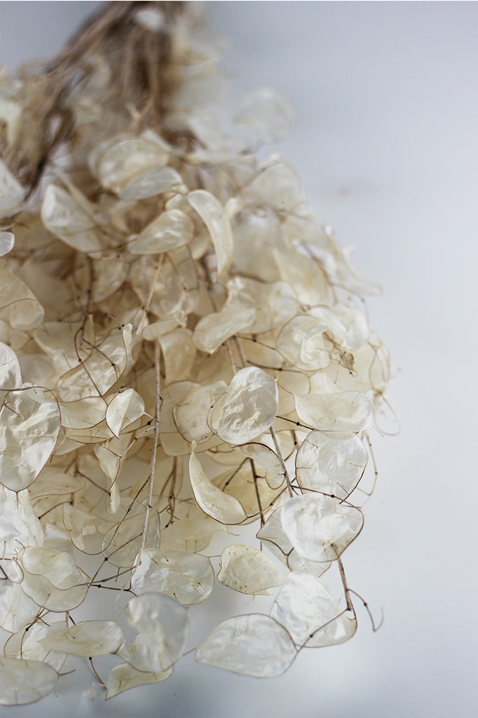 Bestselling Dried Flowers, Preserved Foliage & Dried Palms