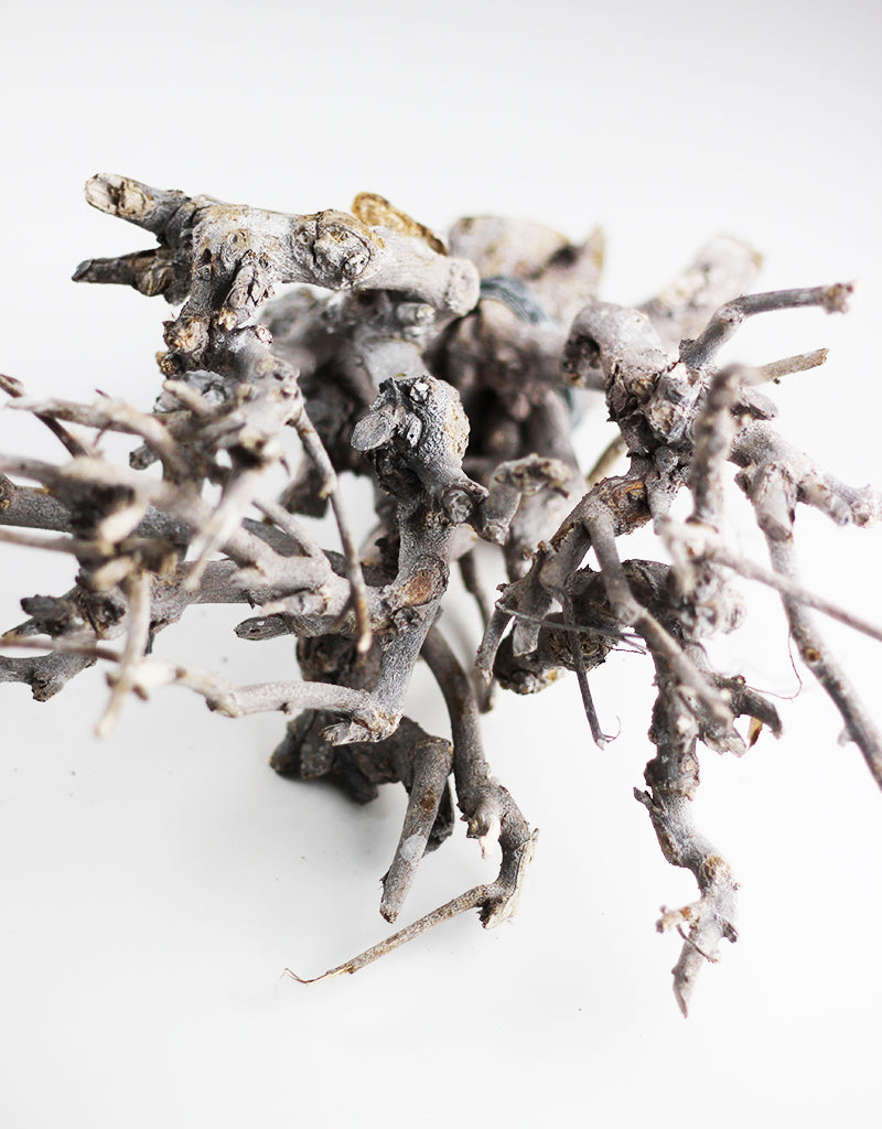 Grab Special Offers on Dried Flowers, Preserved Foilage & More!
