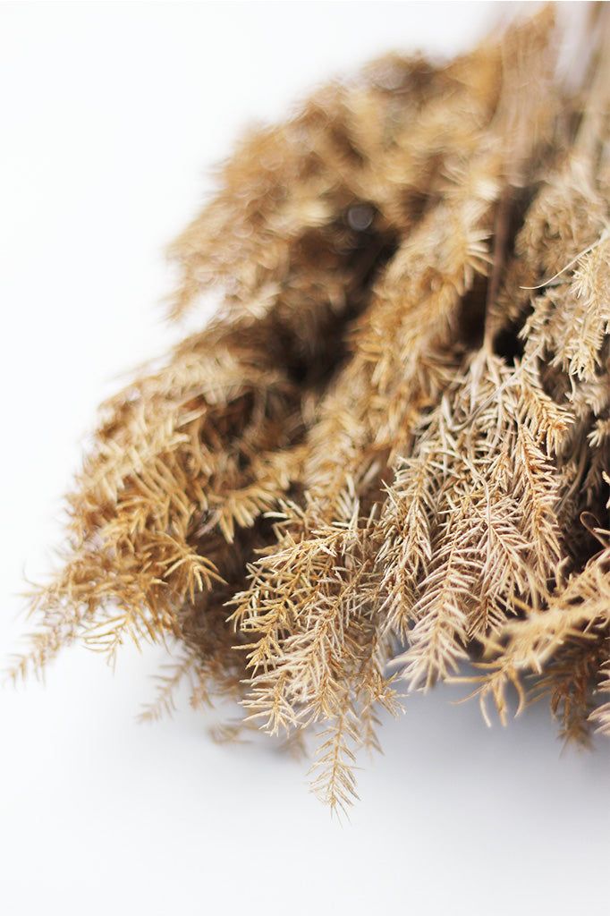 Dried Flowers Decor: Wholesale Dried Flowers UK Delivery