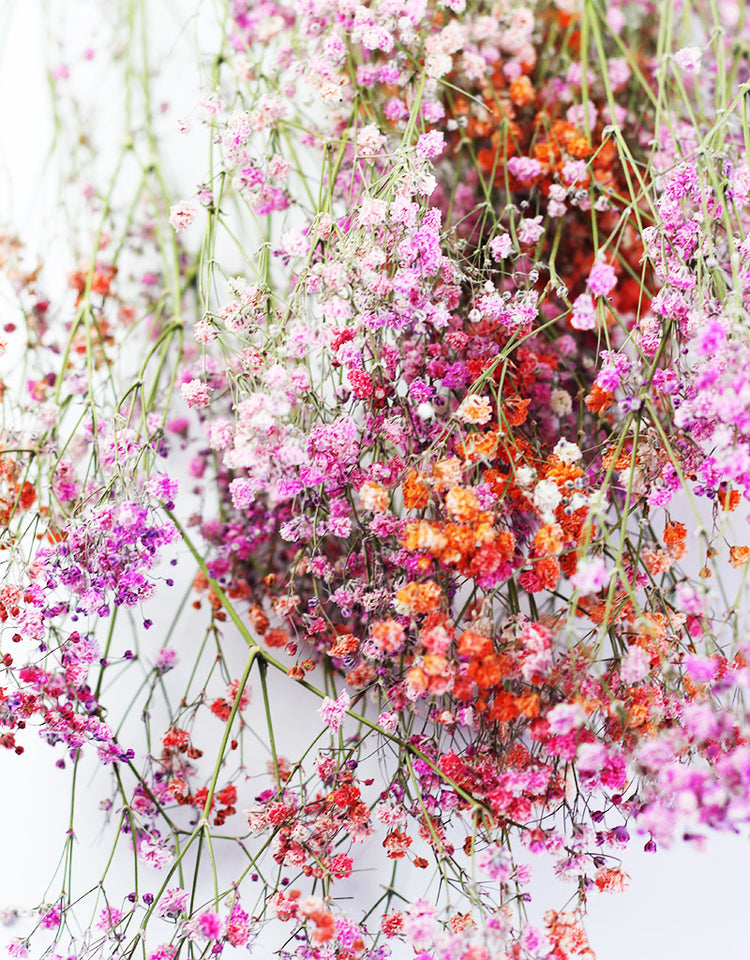 Rainbow Dried Gypsophila Flowers Pink Bunch, 75cm l Wholesale ...