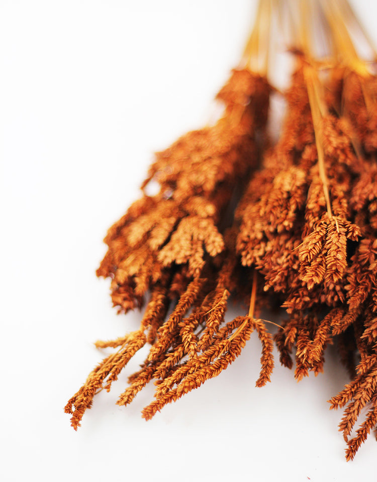 Halloween Dried Flowers & Preserved Foliage | Get Wholesale Discount