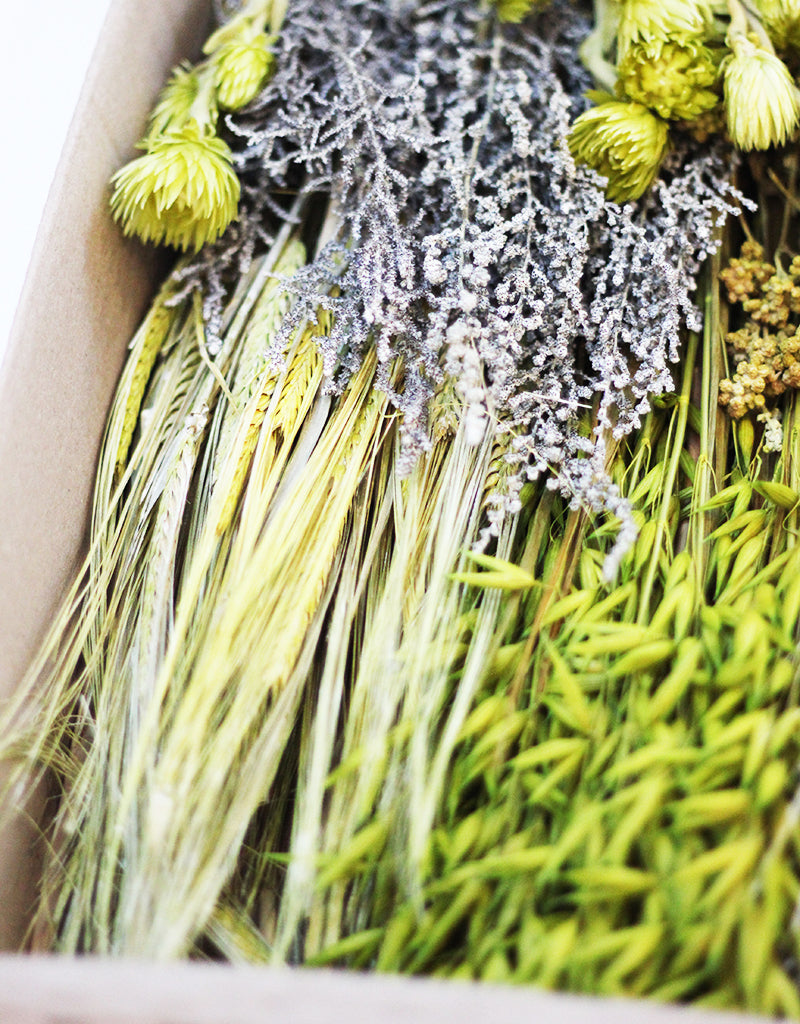 New Arrivals: Wholesale Dried Flowers, Preserved Foliage & More