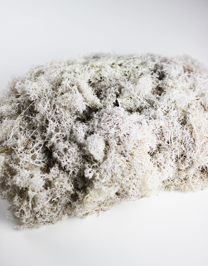 Bleached Preserved Musgo Finlandes Moss Bunch, 500g