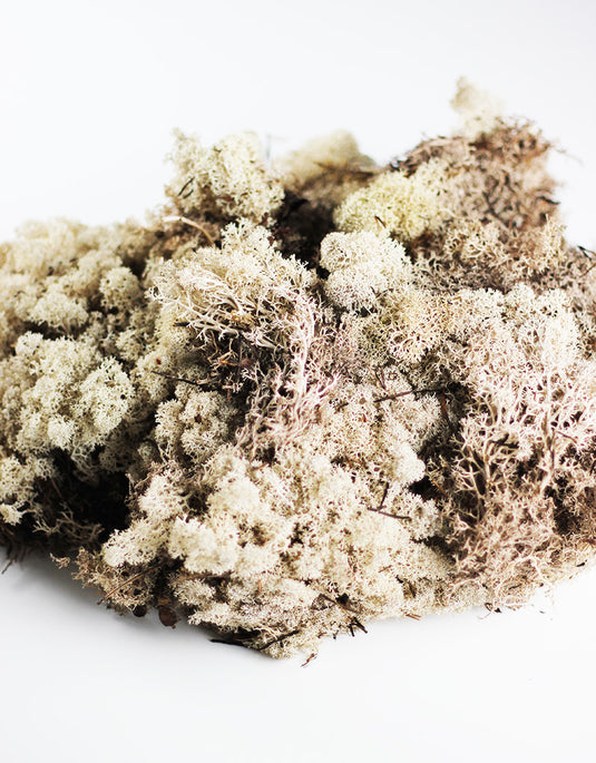 Natural Preserved Reindeer Moss Bunch 500g l Icelandic Moss