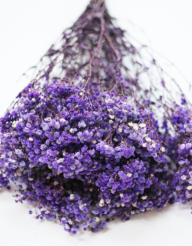 Gypsophila Dried & Preserved Flowers l Bulk Baby's Breath