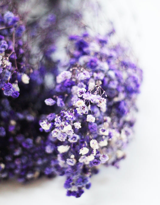 Purple Preserved Gypsophila Flowers, 70cm l Bulk Discounts