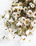 White Dried Rodanthe, 65 cm l Wholesale Rodanthe Flowers Bunch