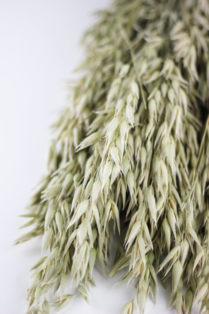 Dried Oat Avena l Natural (100g) Bunch - 60 cm l Dried Oats Bunch ...