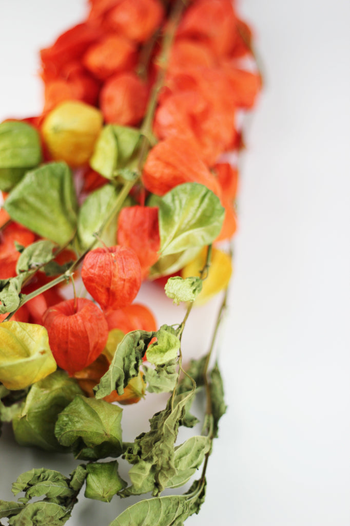 Dried Chinese Lanterns Flowers | Dried Physalis Natural Bunch - 70cm ...