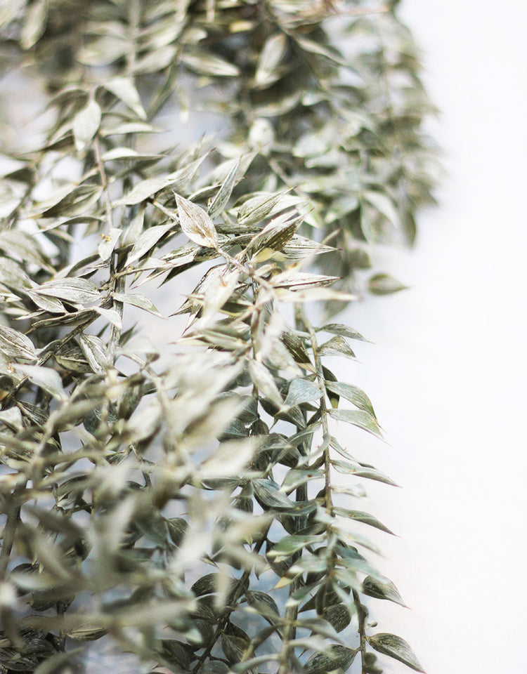 New Arrivals: Wholesale Dried Flowers, Preserved Foliage & More – Dried ...