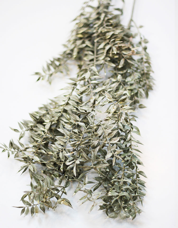 New Arrivals: Wholesale Dried Flowers, Preserved Foliage & More – Dried ...