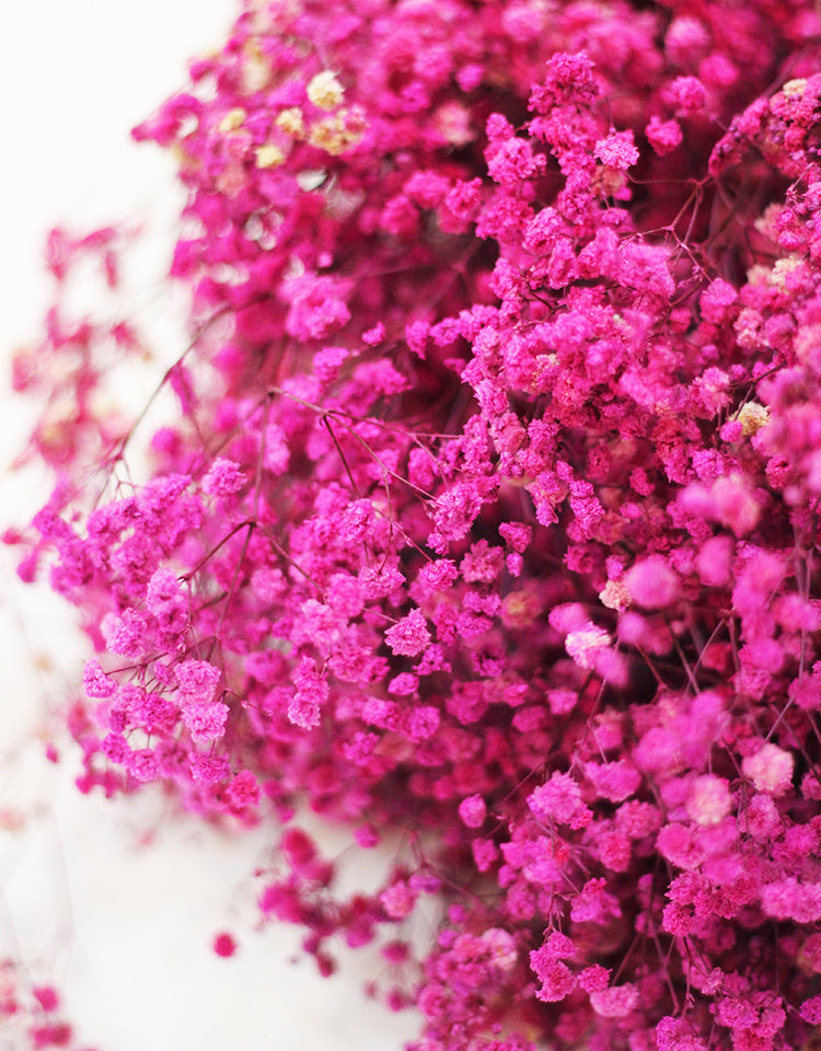 Gypsophila Dried & Preserved Flowers l Bulk Baby's Breath