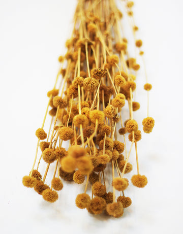 Dried Flowers Decor: Wholesale Dried Flowers UK Delivery