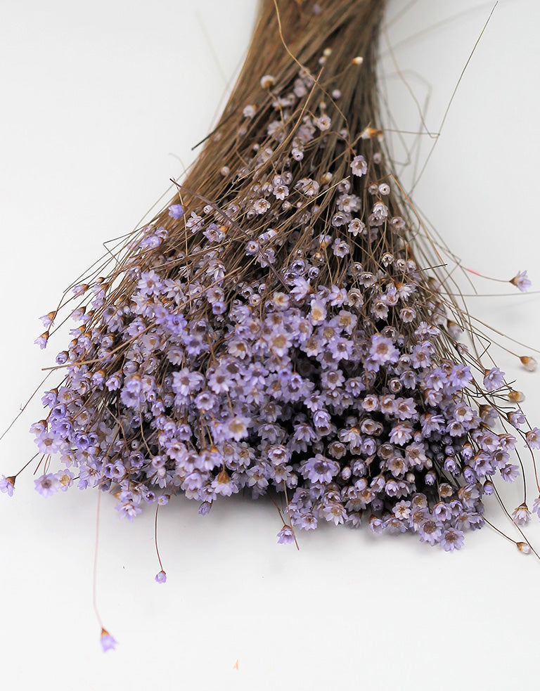 Buy Dried Star Flower Glixia Online l Lilac Star Flowers UK