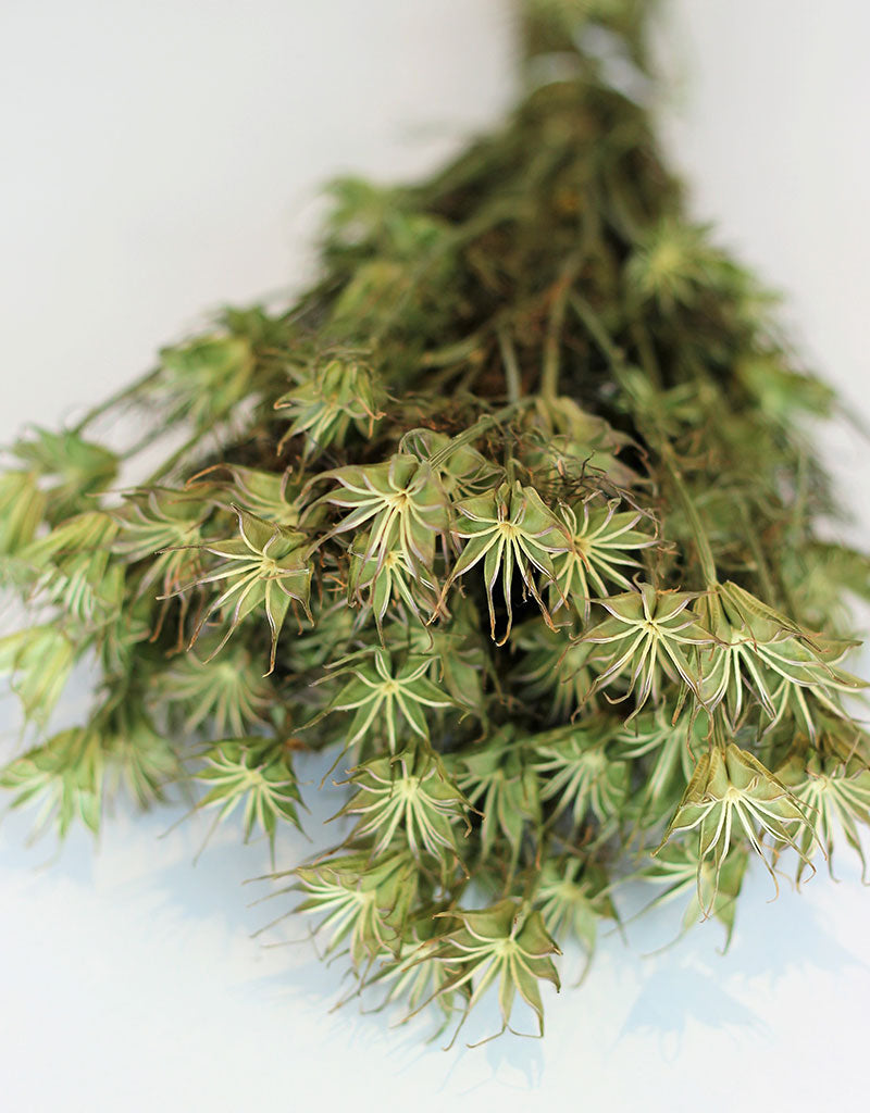 Bestselling Dried Flowers, Preserved Foliage & Dried Palms