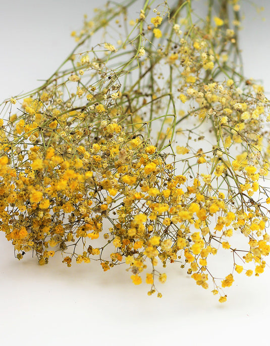 Gypsophila Dried & Preserved Flowers l Bulk Baby's Breath