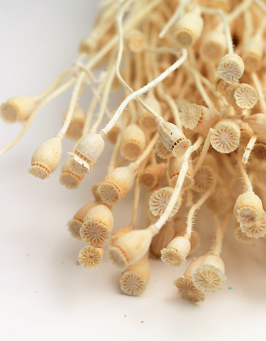 Dried Poppy Heads l Bleached Poppy Heads Bunch - 60 cm