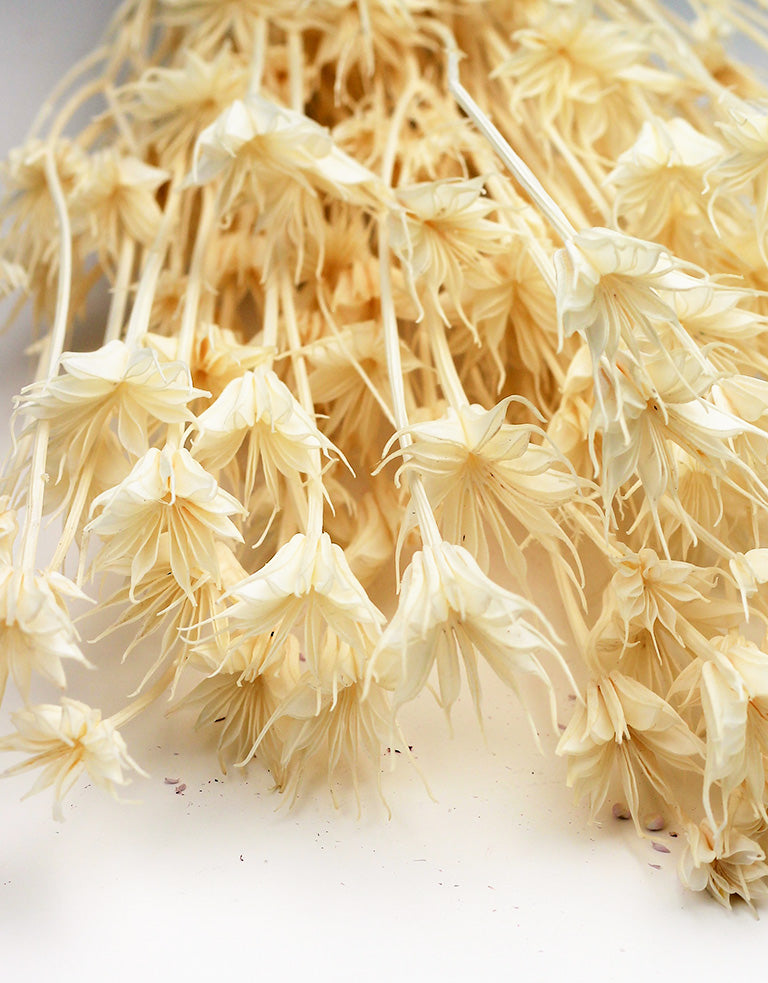 Dried Nigella Orientalis Bleached Bunch l Affordable Dried Flowers UK