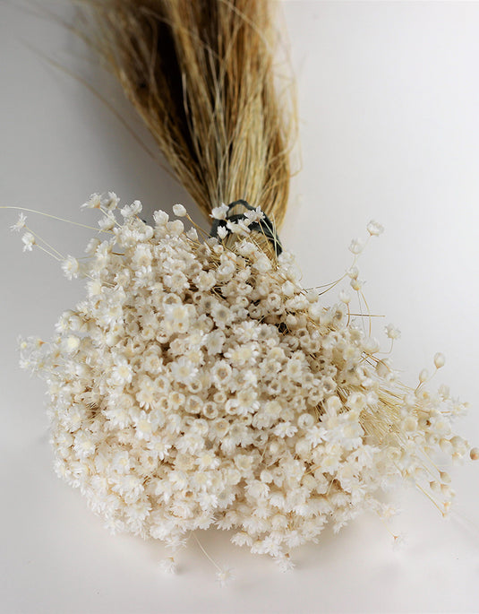 Wholesale Spring Flowers l Dried & Preserved Flowers in UK
