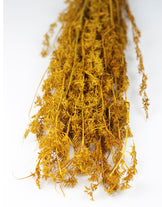 Buy Dried Beta Grass - Yellow Bunch l Dried Flowers & Decor