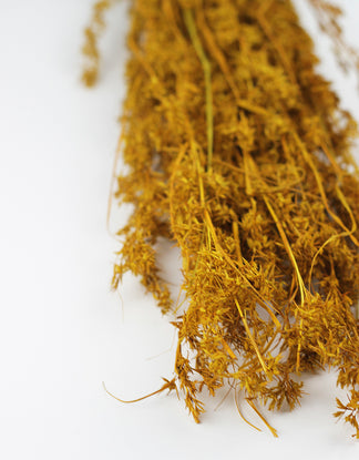 Buy Dried Beta Grass - Yellow Bunch l Dried Flowers & Decor