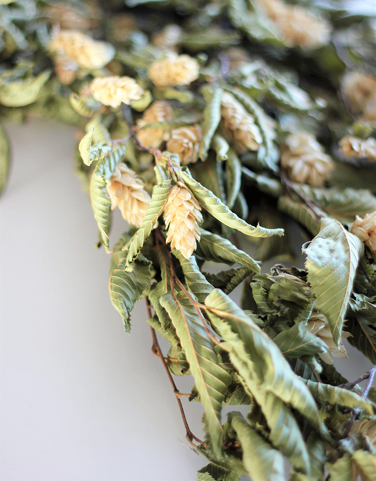 Buy Dried Hops Natural Bunch, 65 cm l Wholesale Dried Hops UK – Dried ...