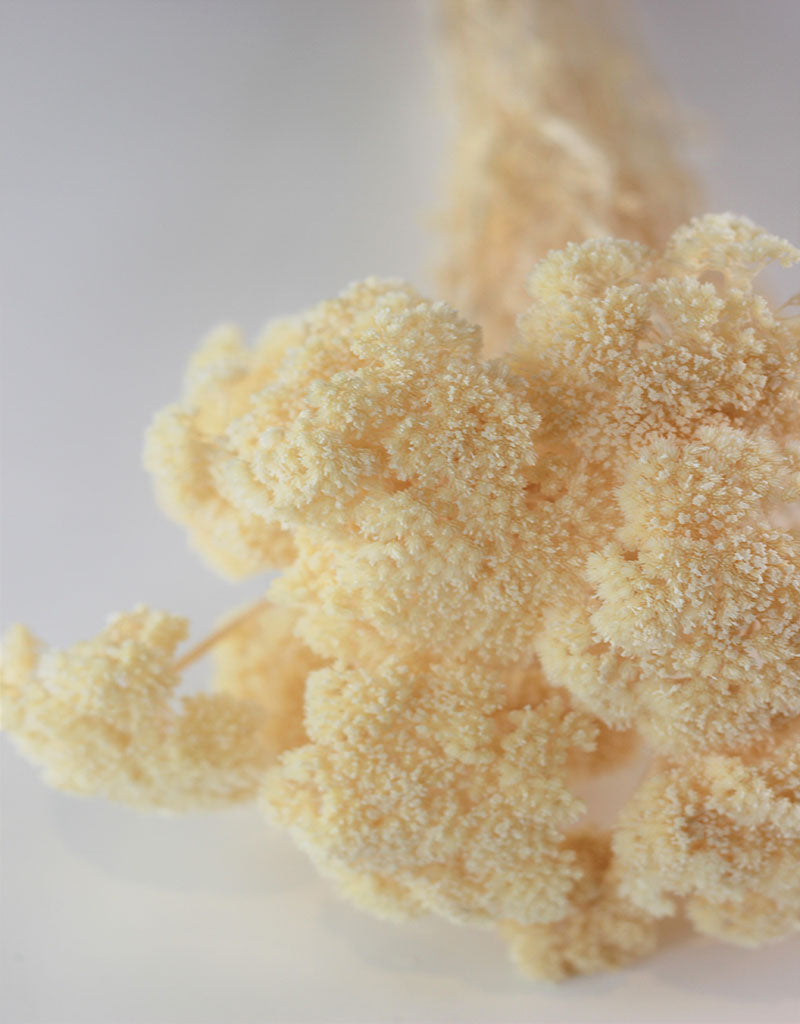 Dried Achillea l Bleached Bunch - 70 cm l Bleached Yarrows