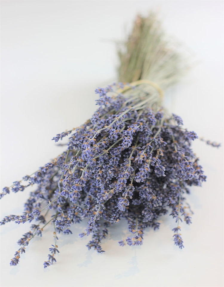 Halloween Dried Flowers & Preserved Foliage | Get Wholesale Discount ...