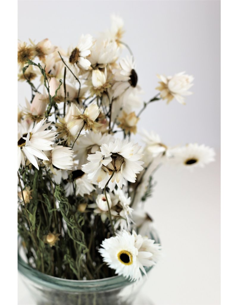 Bestselling Dried Flowers, Preserved Foliage & Dried Palms