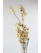 Dried Bougainvillea l Bleached Bougainvillea (3 Stems) l 45 cm