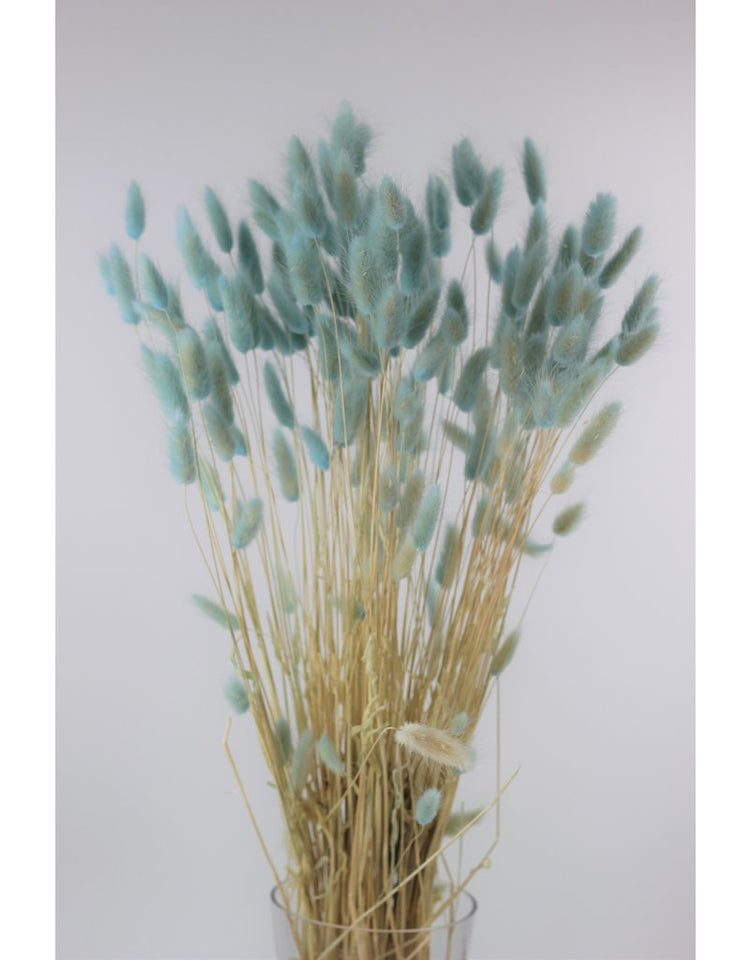 Wholesale Dried Bunny Tails UK l Bulk Discounts on Lagurus Grass