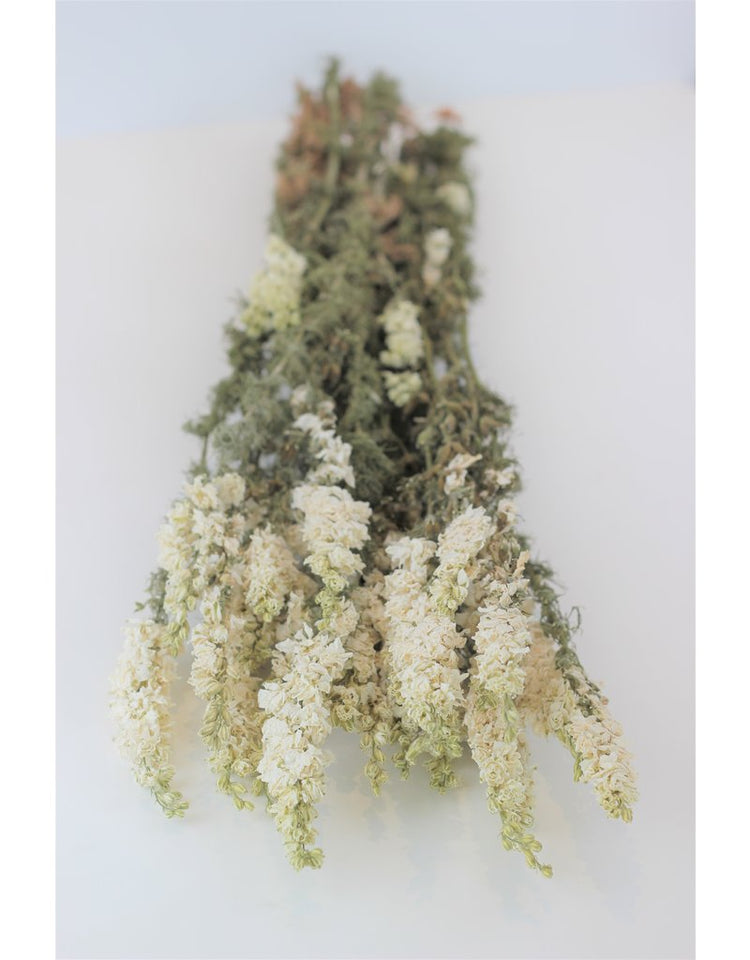 Dried White Delphinium Larkspur Flowers Bunch l 10 Stem, 60cm – Dried ...