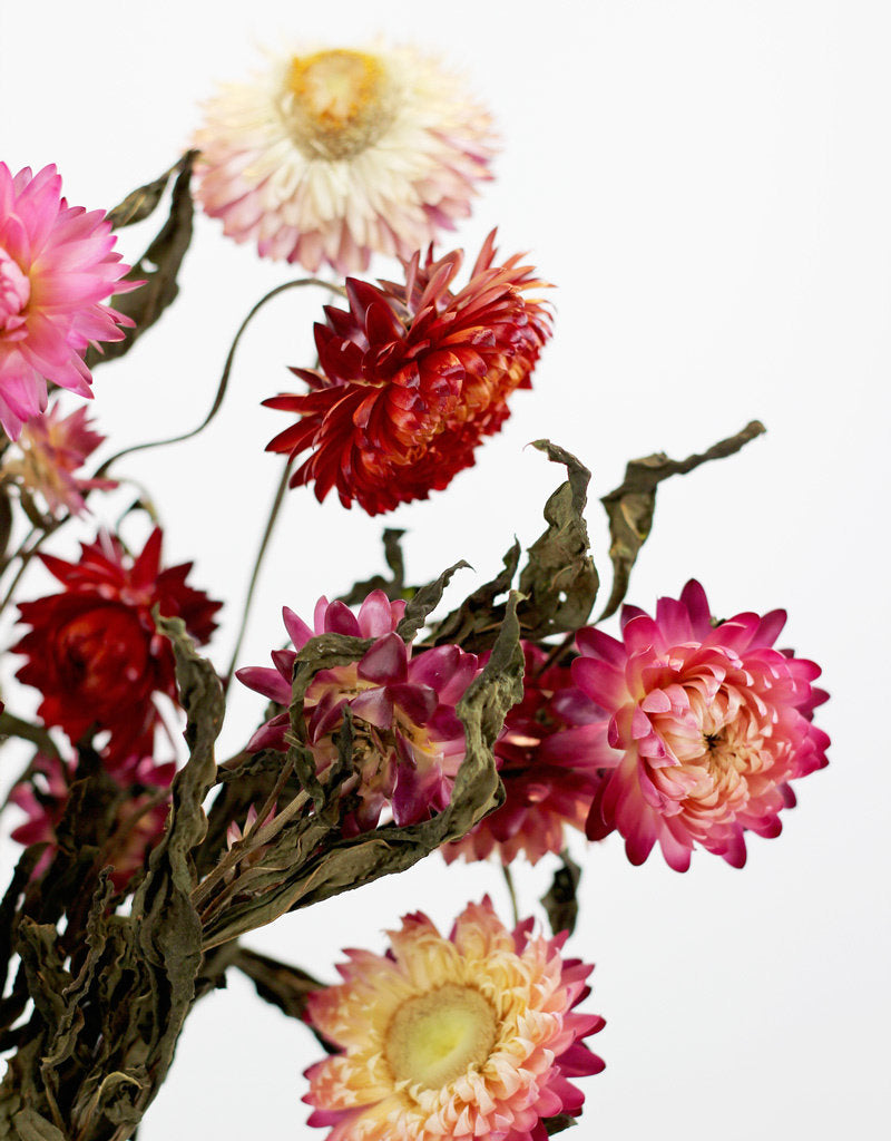 Dried Helichrysum l Mixed Bunch (10 Stems) - 60 cm – Dried Flowers Decor