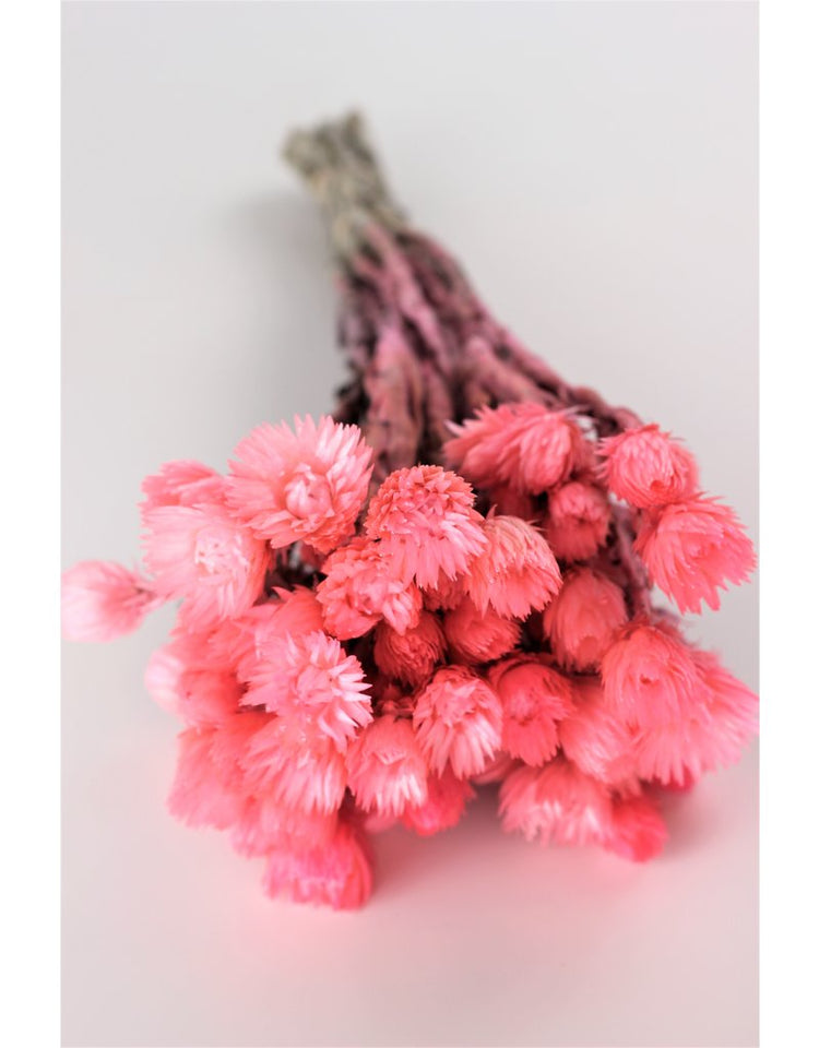 Stunning Dried Kaaps - Light Pink Bunch l 40 cm l Dried Kaaps Flowers