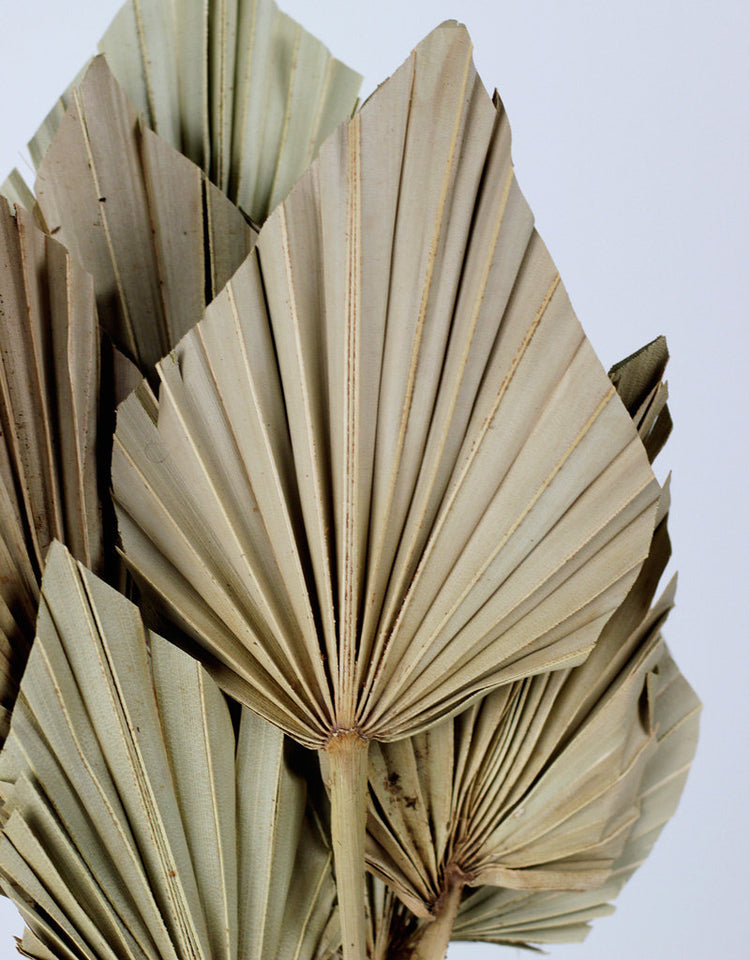 Buy Wholesale Dried Palm Spears Online | Natural Palm Leaves