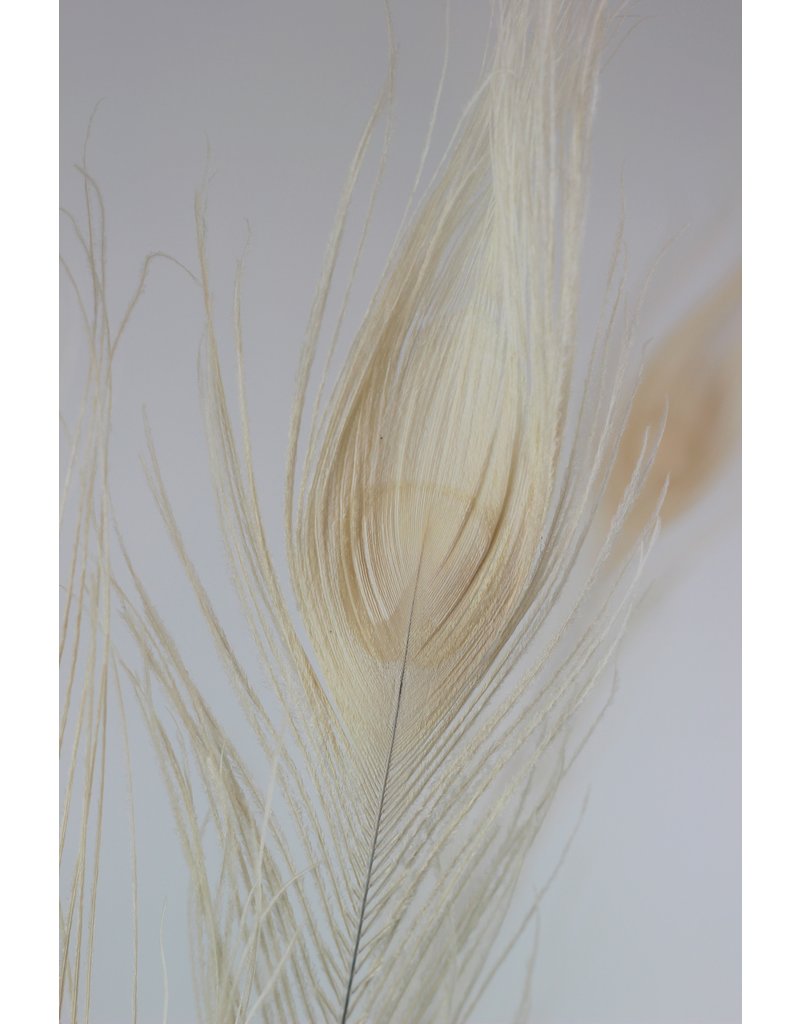 Dried Flowers Decor: Wholesale Dried Flowers UK Delivery