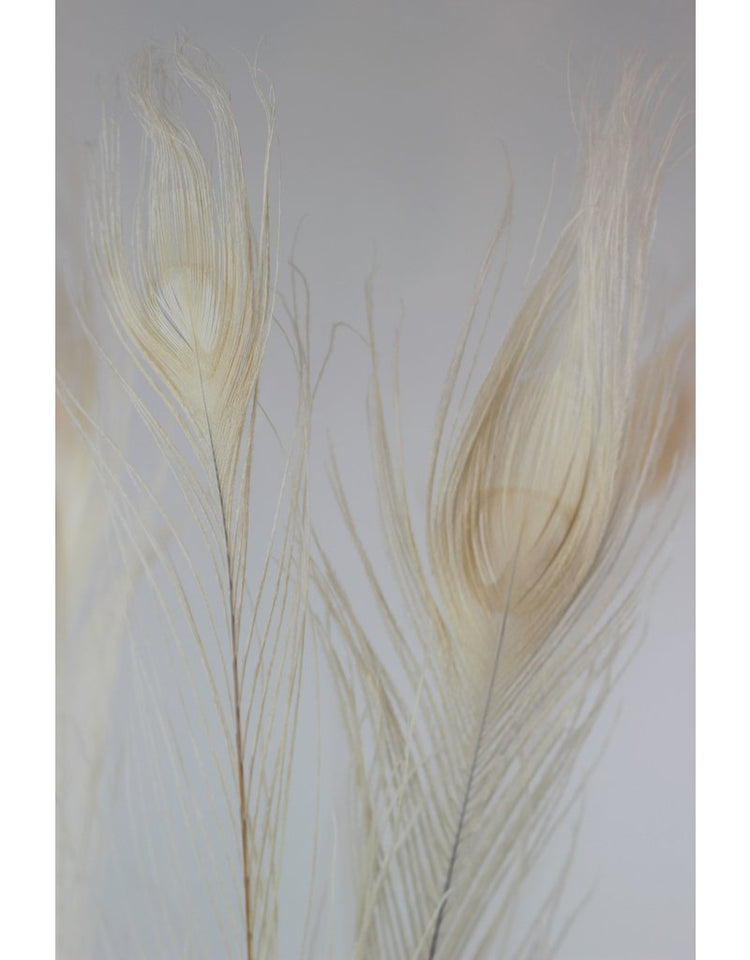Dried Flowers Decor: Wholesale Dried Flowers UK Delivery