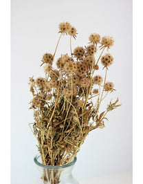 Striking Natural Bunch of Dried Scabiosa l Length: 45 cm
