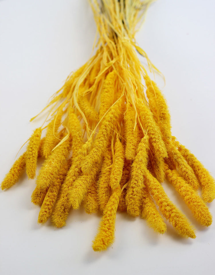 Dried Setaria l Yellow Setaria (125 grams) Bunch - 75 cm