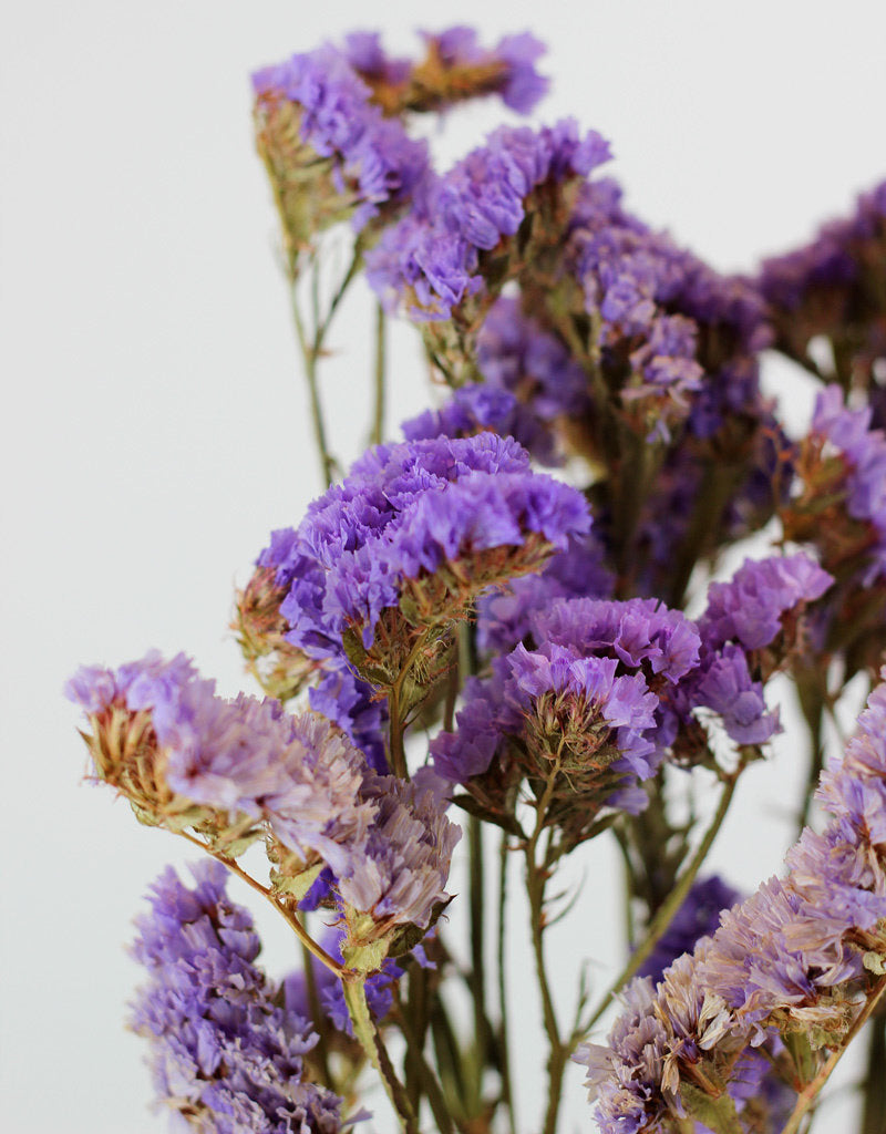 Dried Statice Flowers l Light Blue Bunch - 55 cm