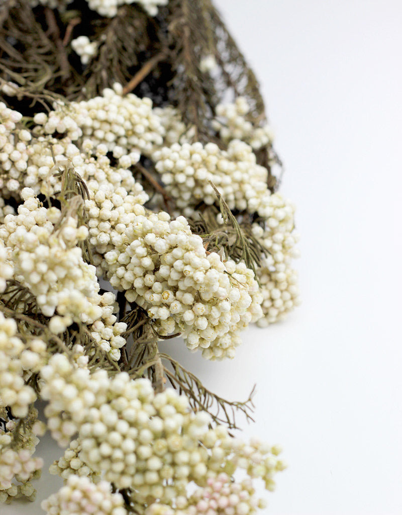 Bestselling Dried Flowers, Preserved Foliage & Dried Palms – Dried ...