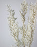 Bleached Ruscus Stems Bunch- 65cm l Wholesale Ruscus Foliage
