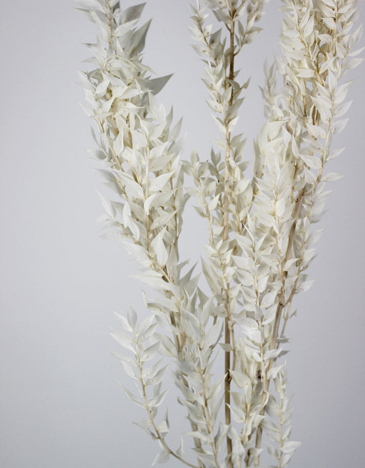 Bleached Ruscus Stems Bunch- 65cm l Wholesale Ruscus Foliage – Dried ...