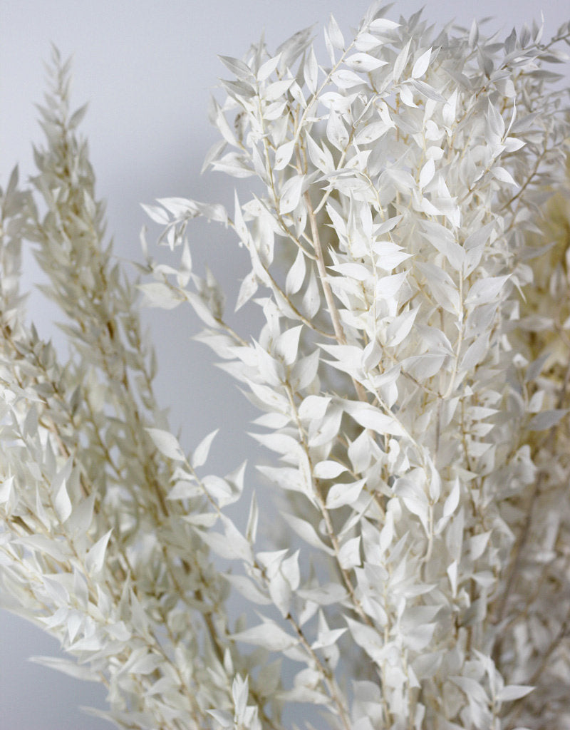 Bleached Ruscus Stems Bunch- 65cm l Wholesale Ruscus Foliage