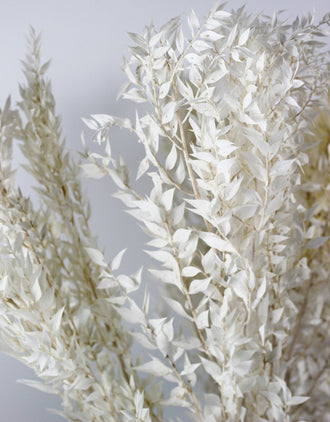 Bleached Ruscus Stems Bunch- 65cm l Wholesale Ruscus Foliage