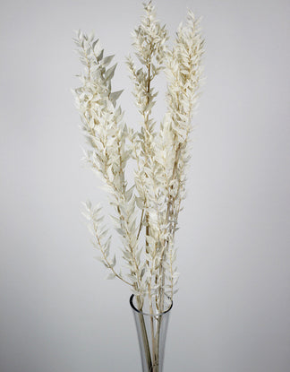 Bleached Ruscus Stems Bunch- 65cm l Wholesale Ruscus Foliage